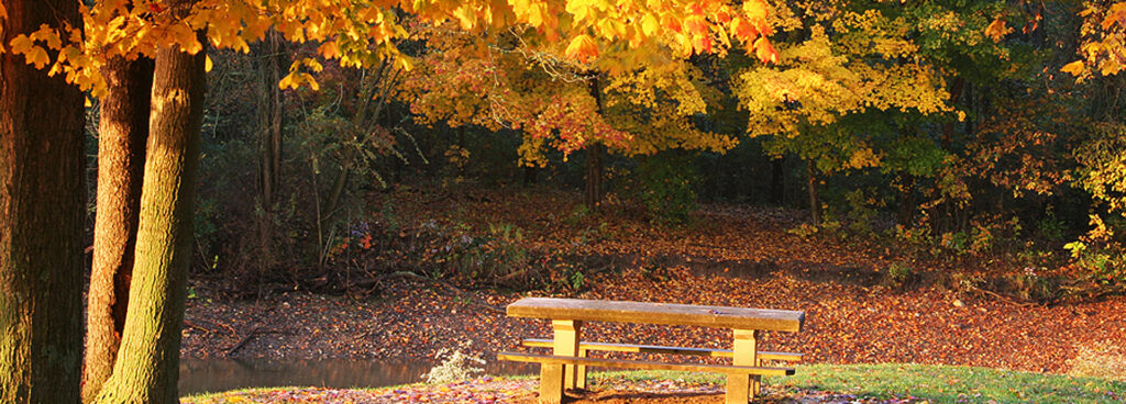 Medina County Fall Foliage Tour 2022 map is out – Wadsworth Community Radio